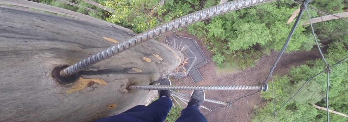 Dave Evans Bicentennial Tree - Warren National Park